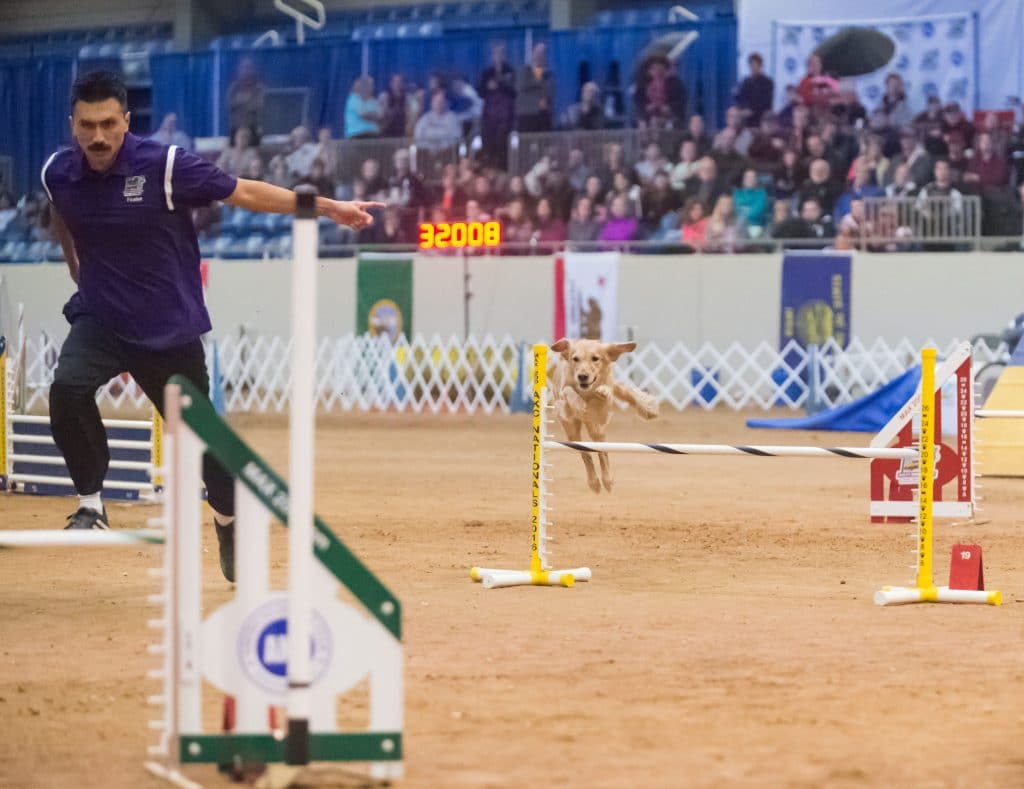 Join the 2024 Nationals Prep Course – Bad Dog Agility Academy