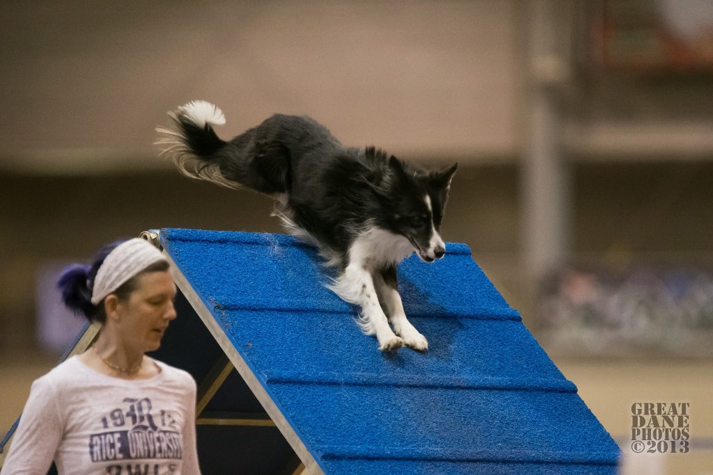 Join the 2020 Nationals Prep Course – Bad Dog Agility Academy