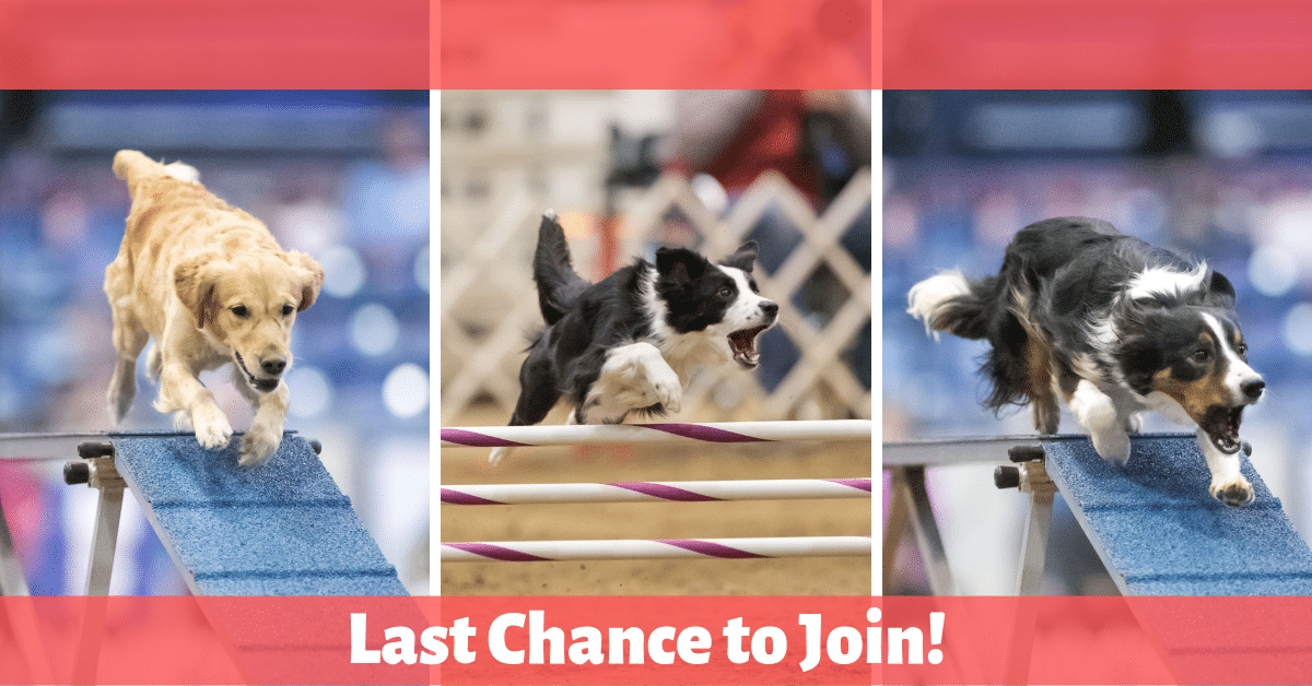 Join the Before and After: 2019 AKC National Agility Championship – Bad ...
