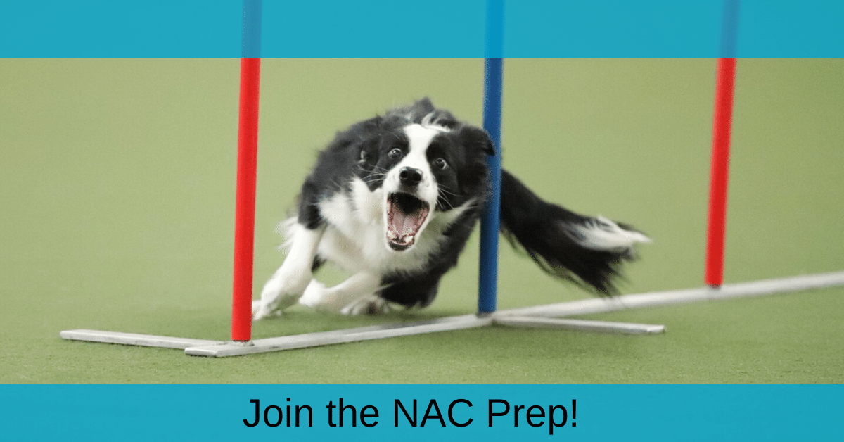Join the 2020 Nationals Prep Course – Bad Dog Agility Academy